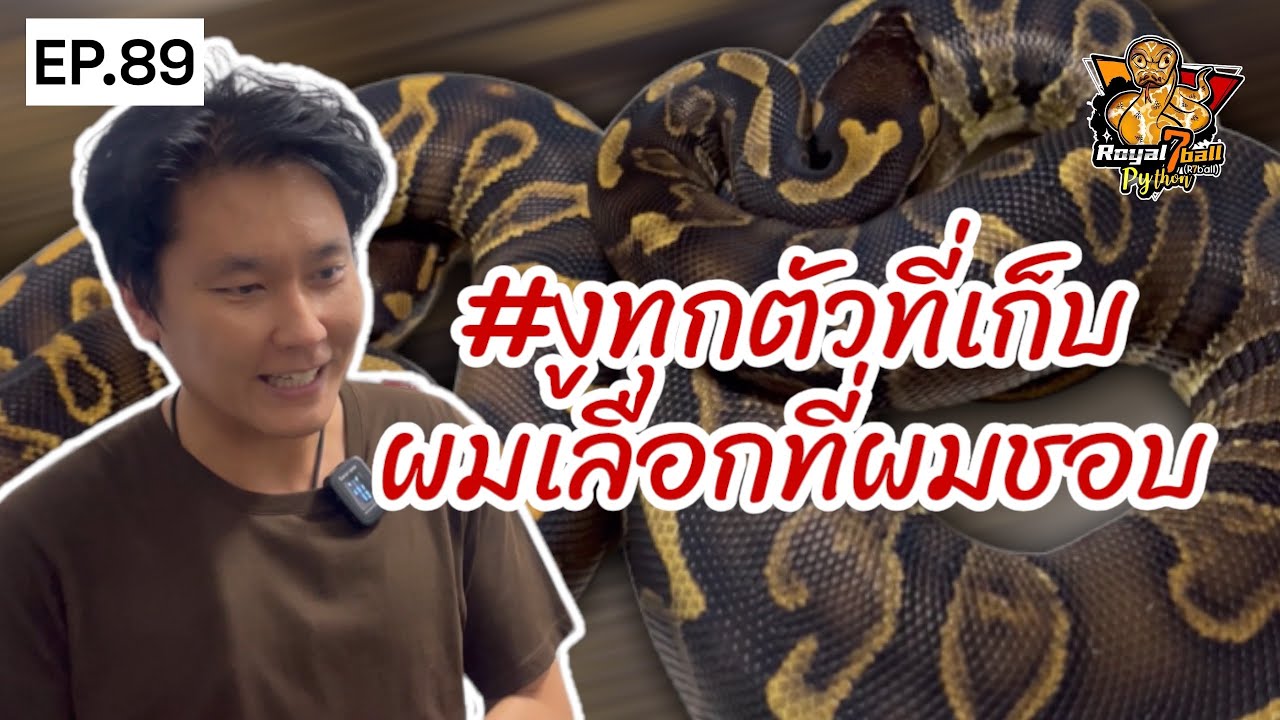 Room tour by Dewdugdui EP.89 | Royal 7 Ballpython 🔥 #Dewdugdui #ballpython - YouTube