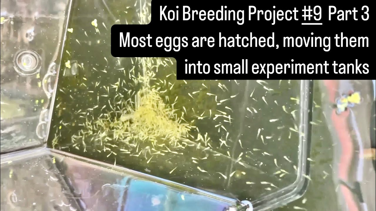 Koi Breeding Project #9 Part 3 Most eggs are hatched, move them into ...