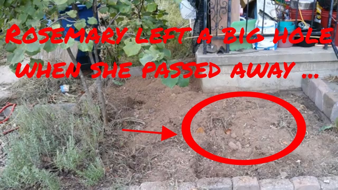 Rosemary Died This Happened Next - YouTube