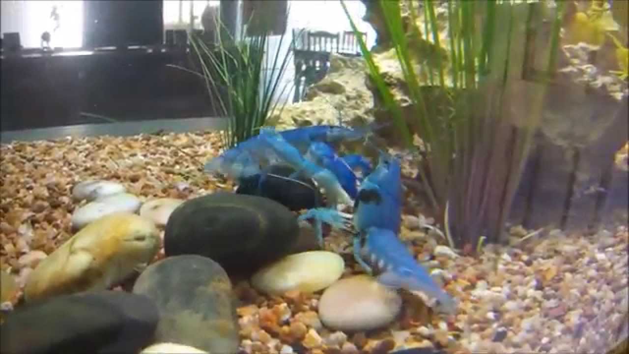 Blue Yabbie Blue - YouTube