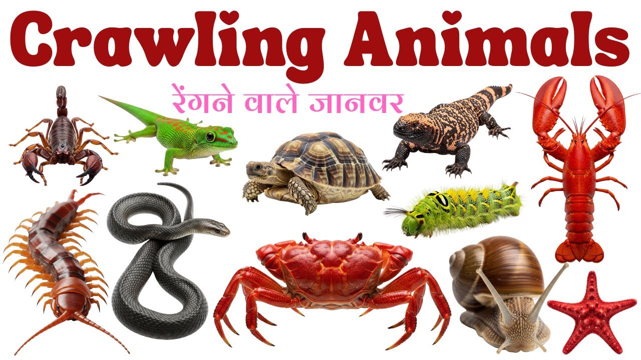 Crawling Animals Name for Kids | Crawling Animals Names in English ...