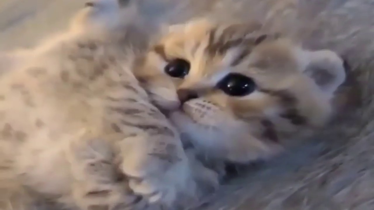 Baby Cats - Cute and Funny Cat Videos Compilation #3 - YouTube