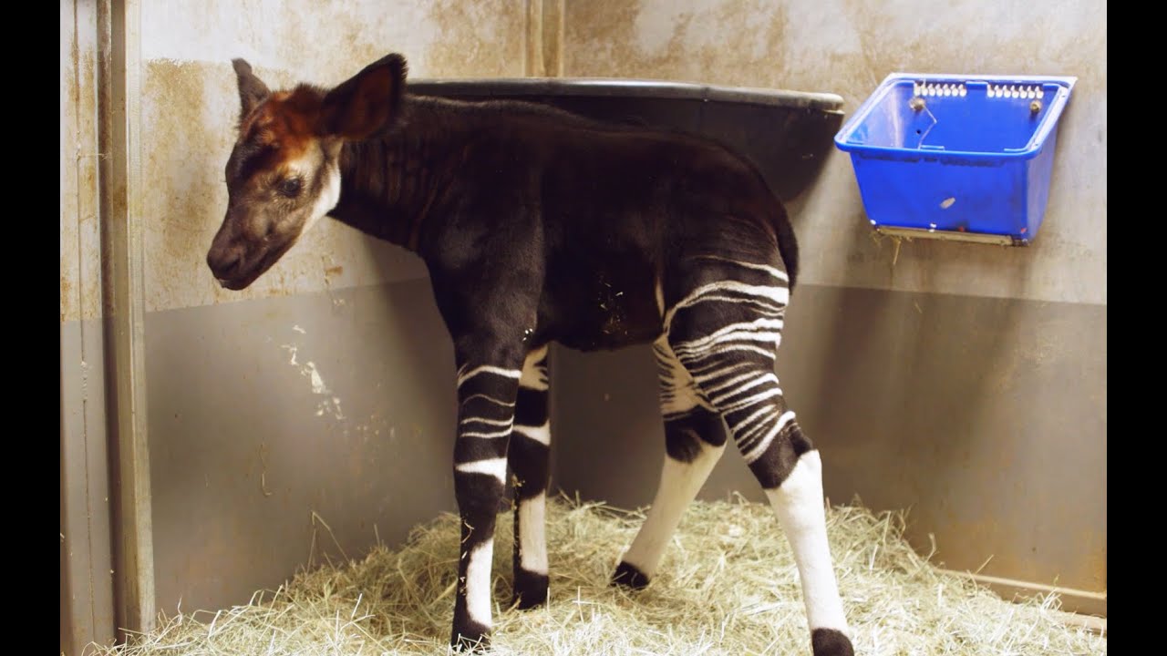 Okapi Calf Bursts with Excitement - YouTube
