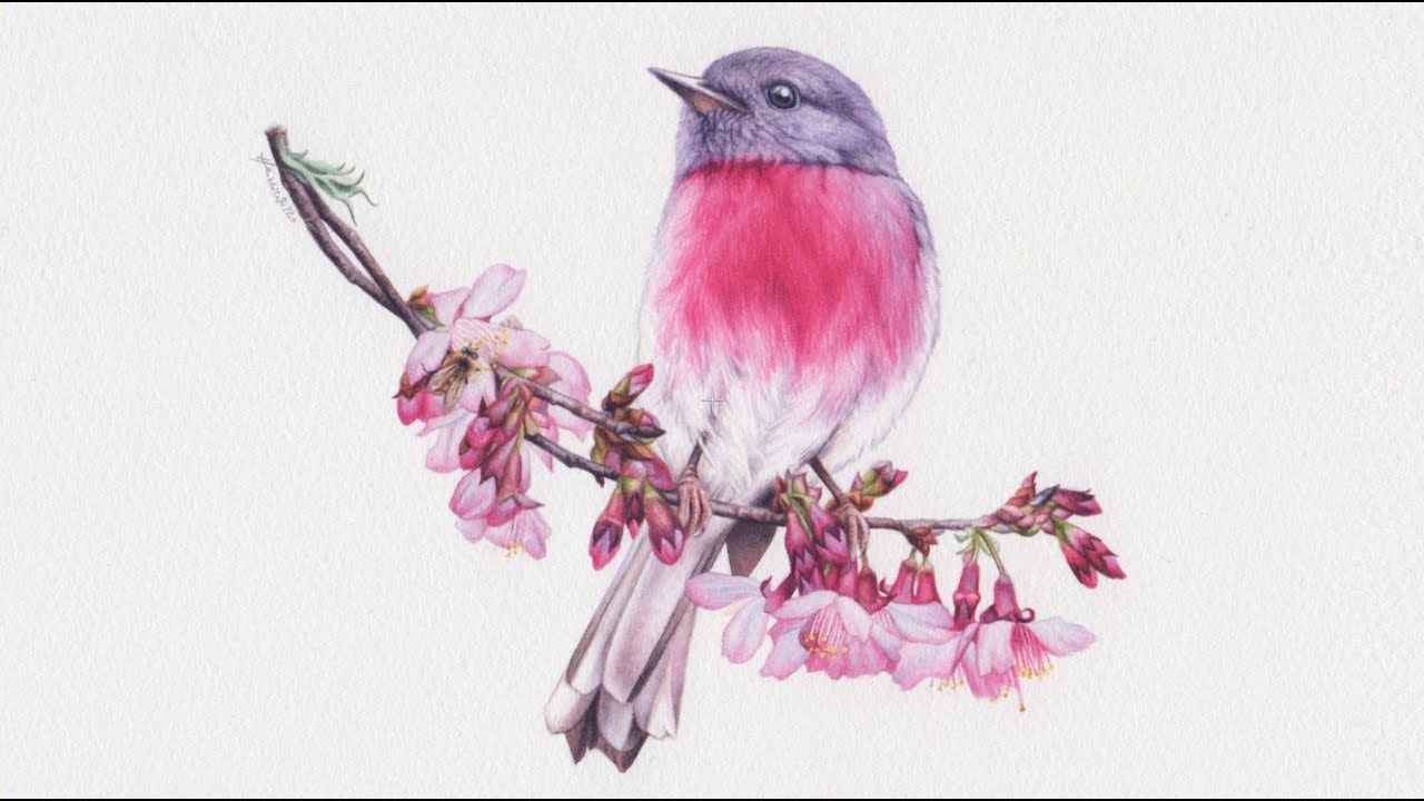 Rose Robin and Blossom Watercolour Painting - YouTube