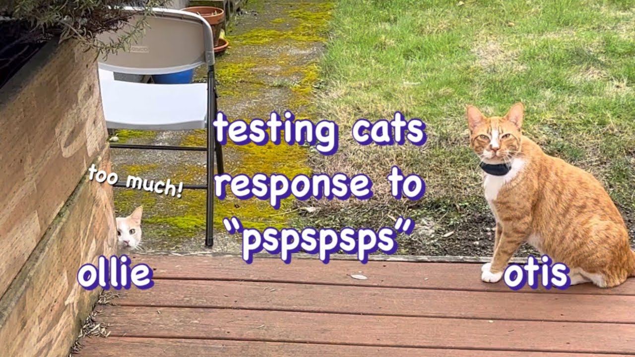 “pspspsps” cat responds, gets the zoomies #catlife #pspspsps #cats # ...