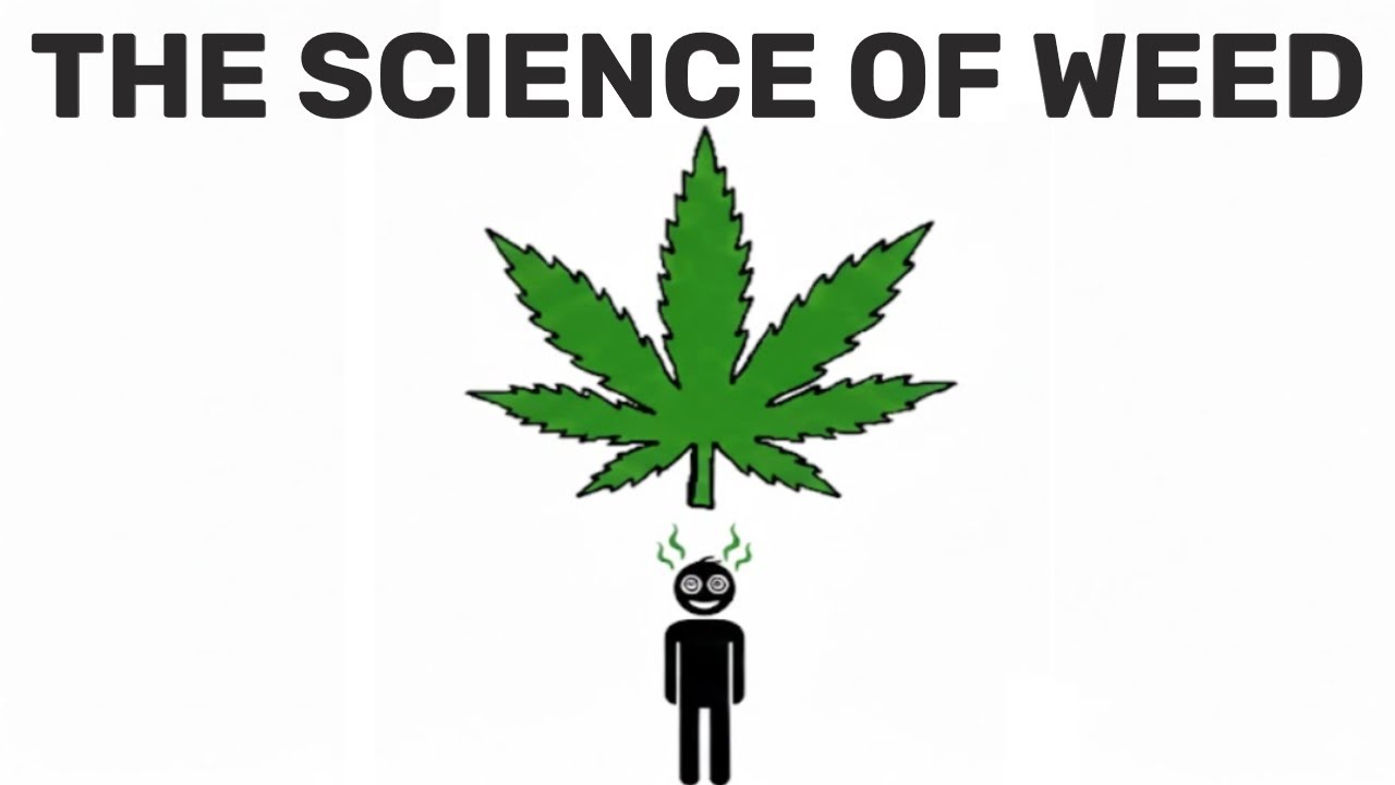 How Does This Plant Get You High??? - YouTube