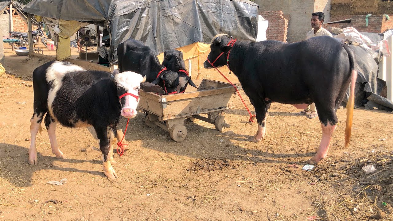 Nilli Ravi 3 female/Nilli Ravi Bull for Sale.98550-55745/ - YouTube