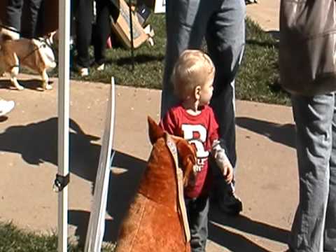 SPCA Dog Walk little boy pets fake dog, gets freaked out! - YouTube