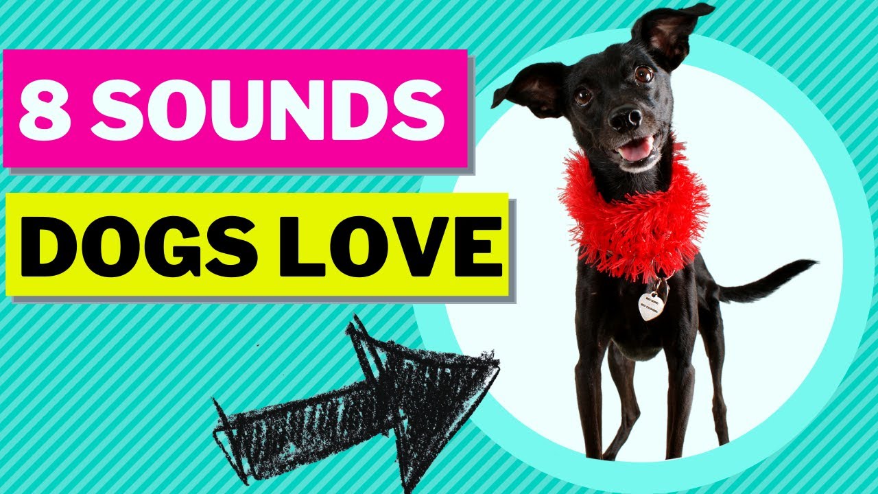 8 SOUNDS DOGS LOVE - Dog Sounds - YouTube