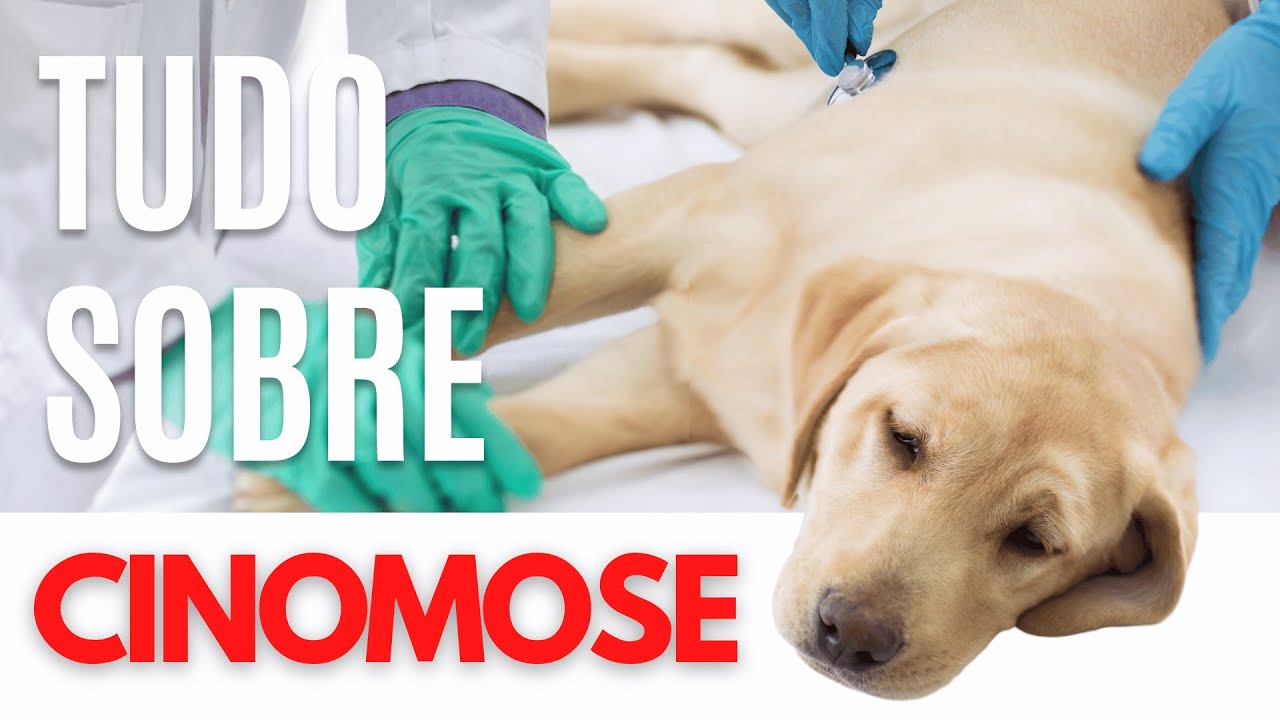 O QUE É CINOMOSE? QUAIS OS SINTOMAS? QUAIS OS TIPOS DE TRATAMENTO? COMO ...