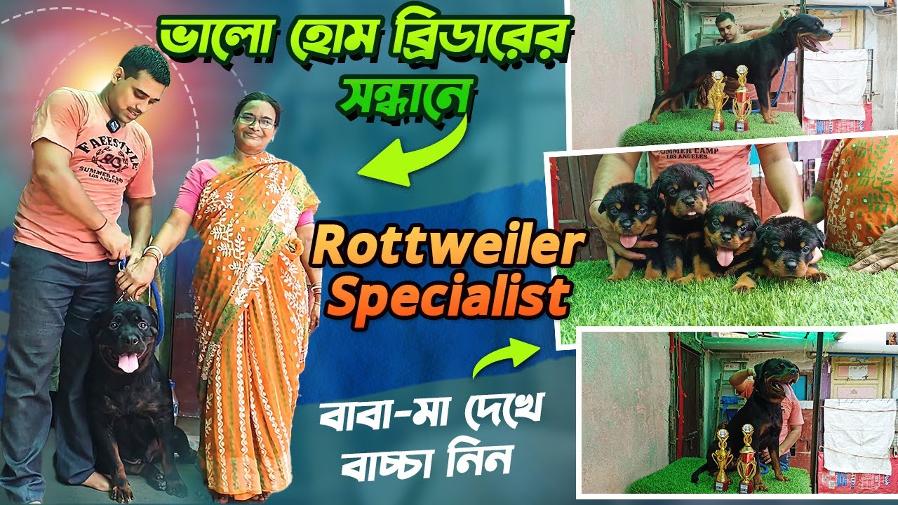 GOOD QUALITY ROTTWHILER IN DUMDUM | AYON MANNA : 9874653639 - YouTube