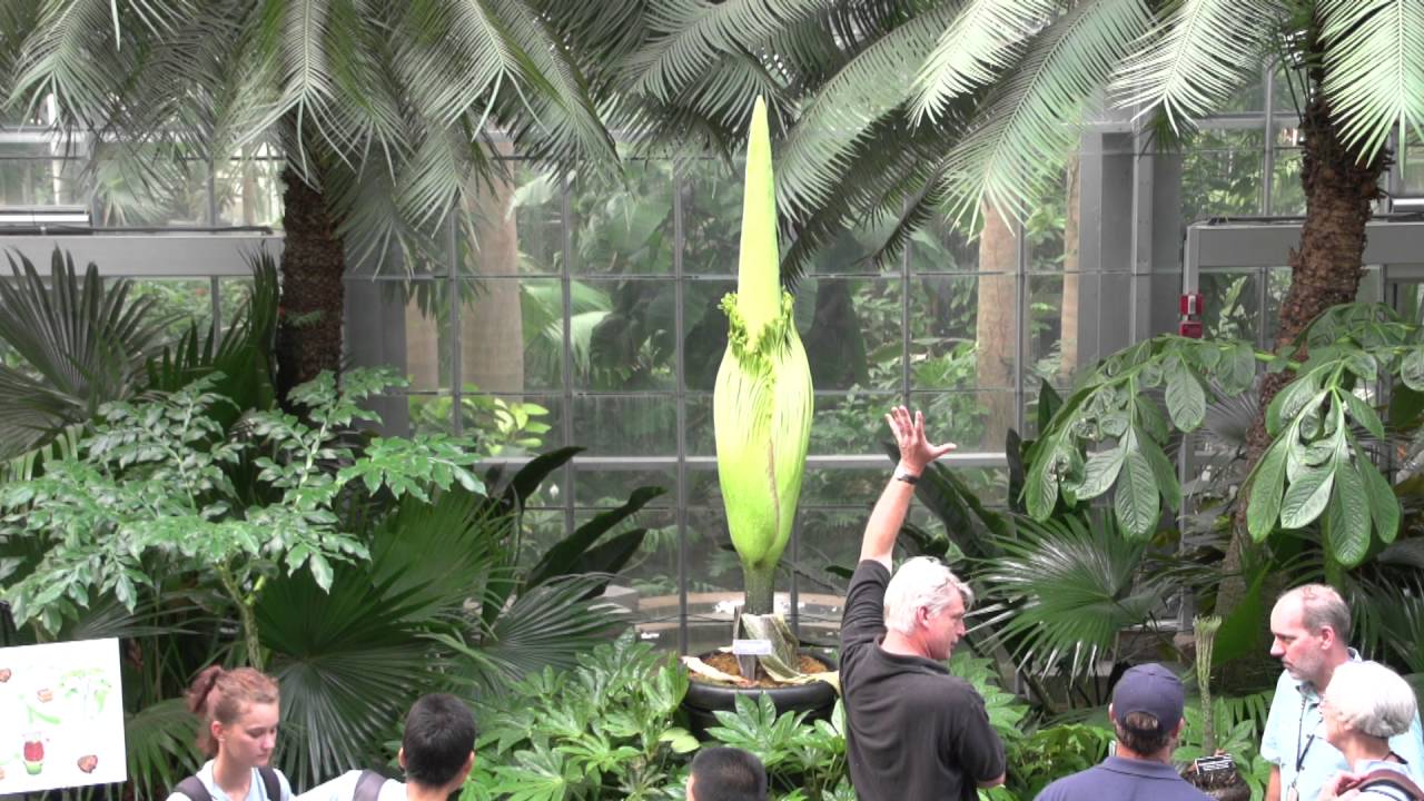 Archive - Corpse Flower at United States Botanic Garden Live Stream ...