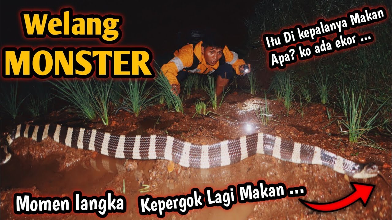 MENGERIKAN! PENANGKAPAN ULAR WELANG MONSTER DITENGAH SAWAH! KEPERGOK ...