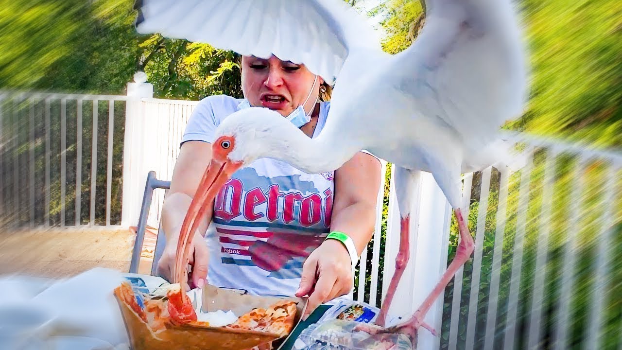 Purely funny Compilation #158 - YouTube