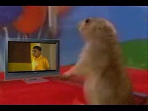 Quee paso muchacho? - Ni merga Dramatic prairie dog =) *original* - YouTube