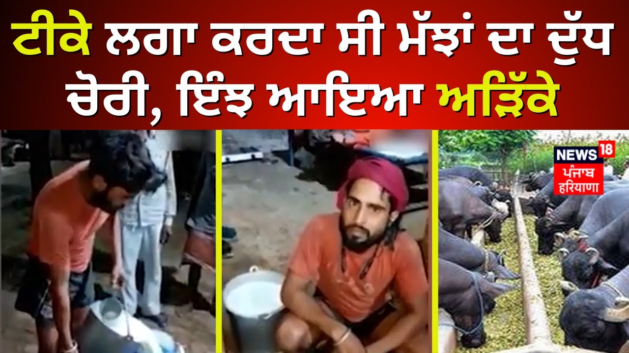 Bathinda Milk Thief Caught Red Handed | ਟੀਕੇ ਲਗਾ ਕਰਦਾ ਸੀ ਮੱਝਾਂ ਦਾ ਦੁੱਧ ...