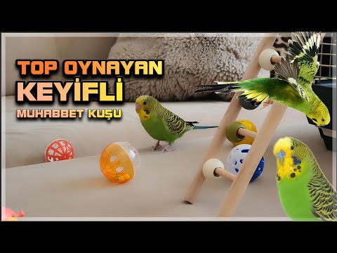 Oyun Oynayan Muhabbet Kuşu | Keyifli Muhabbet Kuşu | Top Oynayan Sevimli Kuş