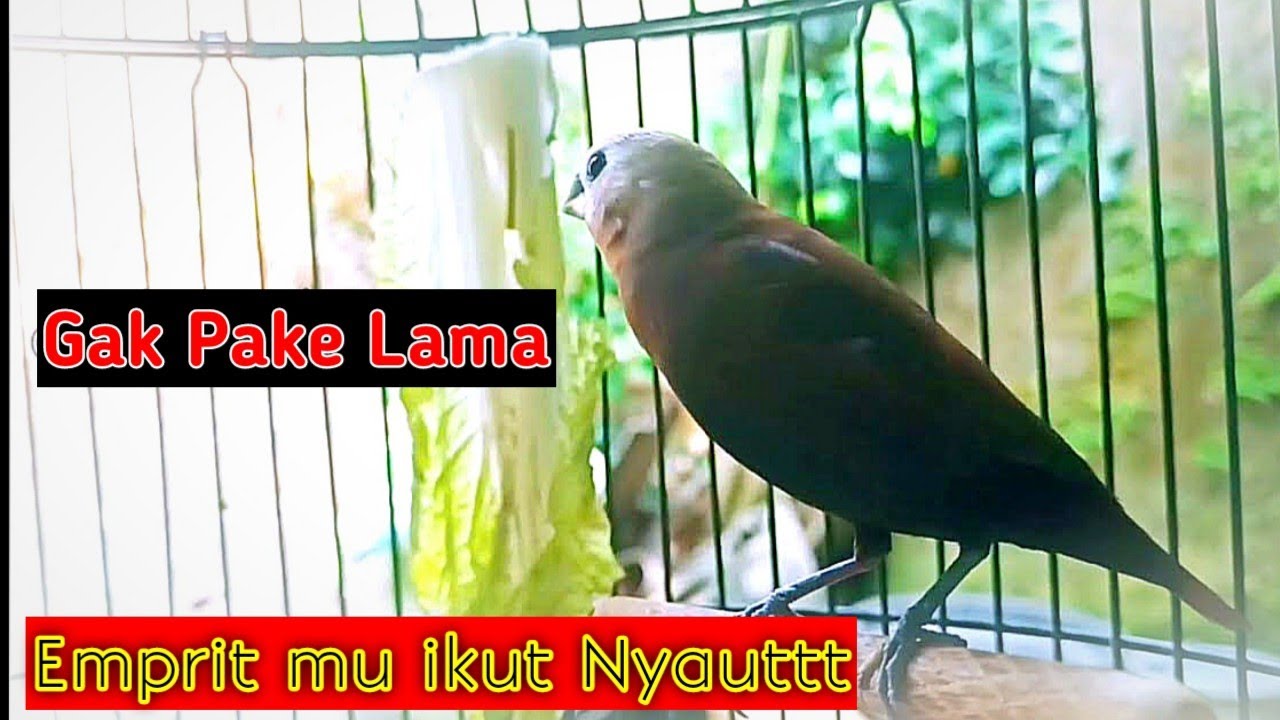 songbird training and stimulation Java sparrow white-headed munia bird ...