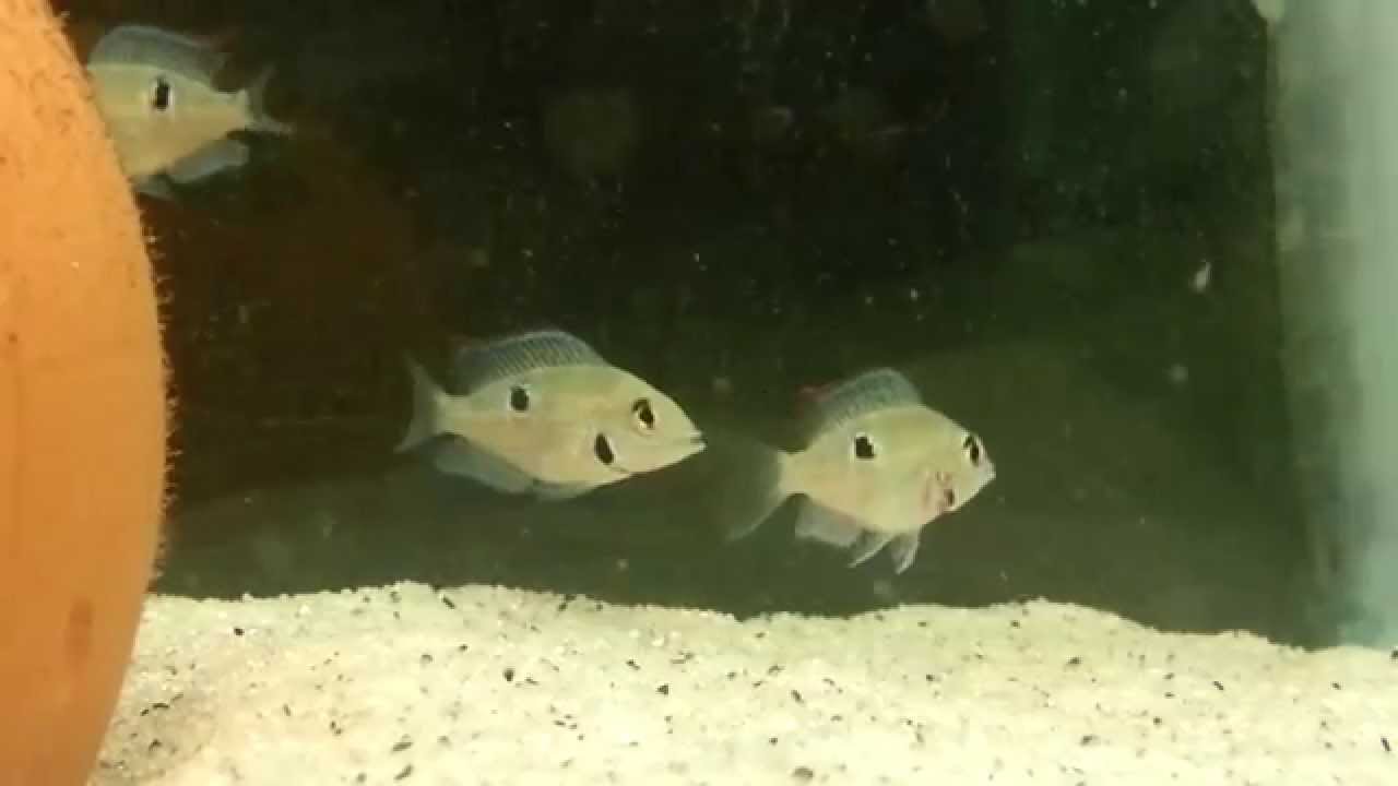 Firemouth Cichlid Babies Update - YouTube