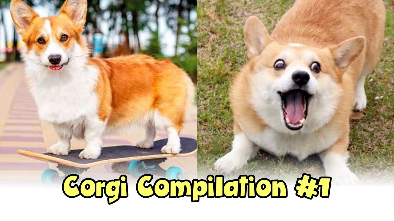 Funniest and Cutest Corgis of April 2021 - YouTube