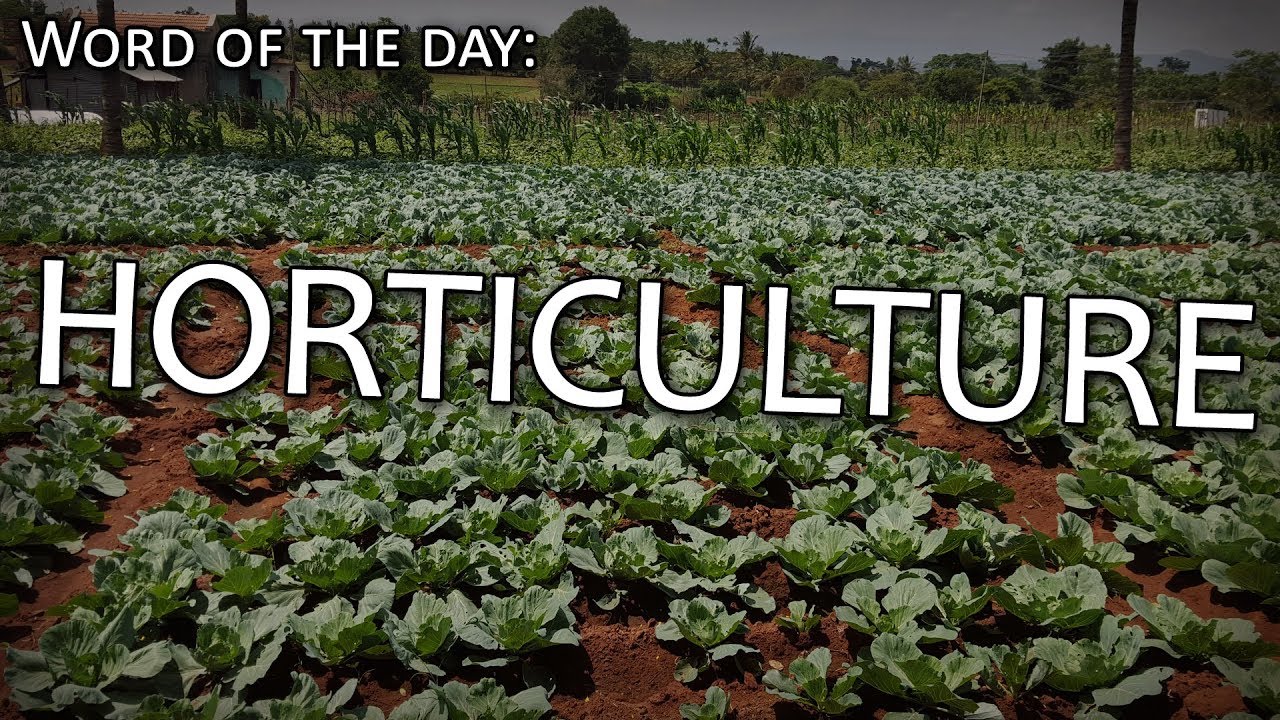 Word of the day: HORTICULTURE - YouTube