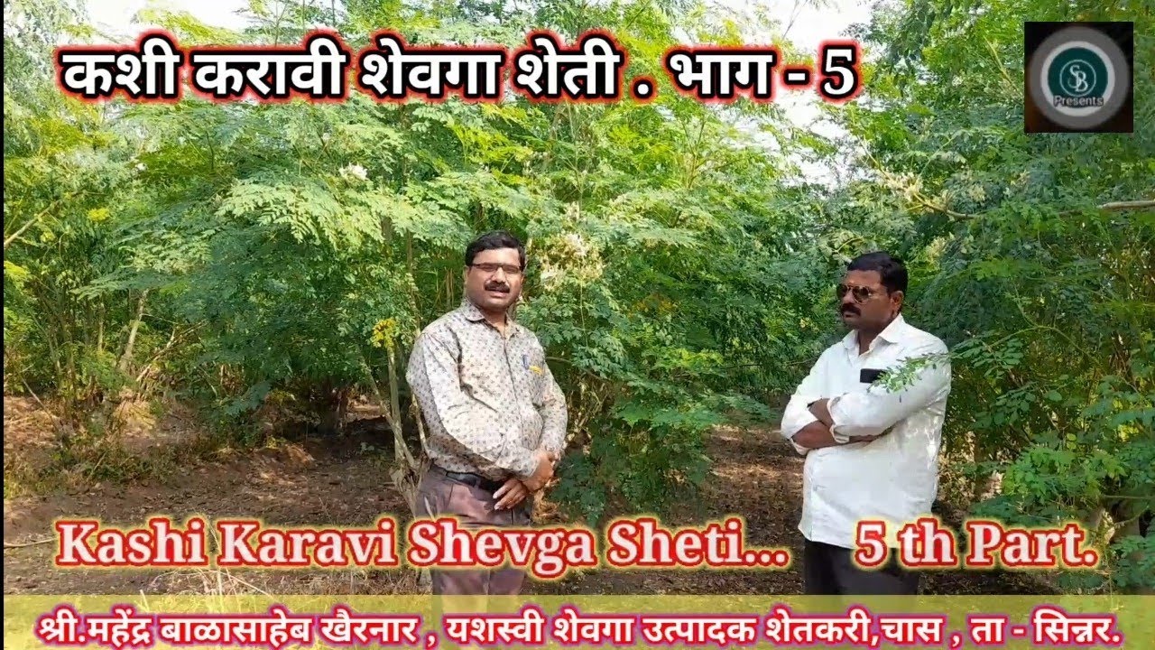 कशी करावी शेवगा शेती.भाग - ५ . Kashi Karavi Shevga Sheti Part - 5 नक्की ...