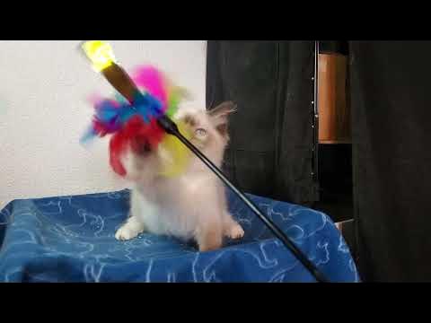 Chaton Ragdoll 23/2 #ragdoll #ragdollcat - YouTube