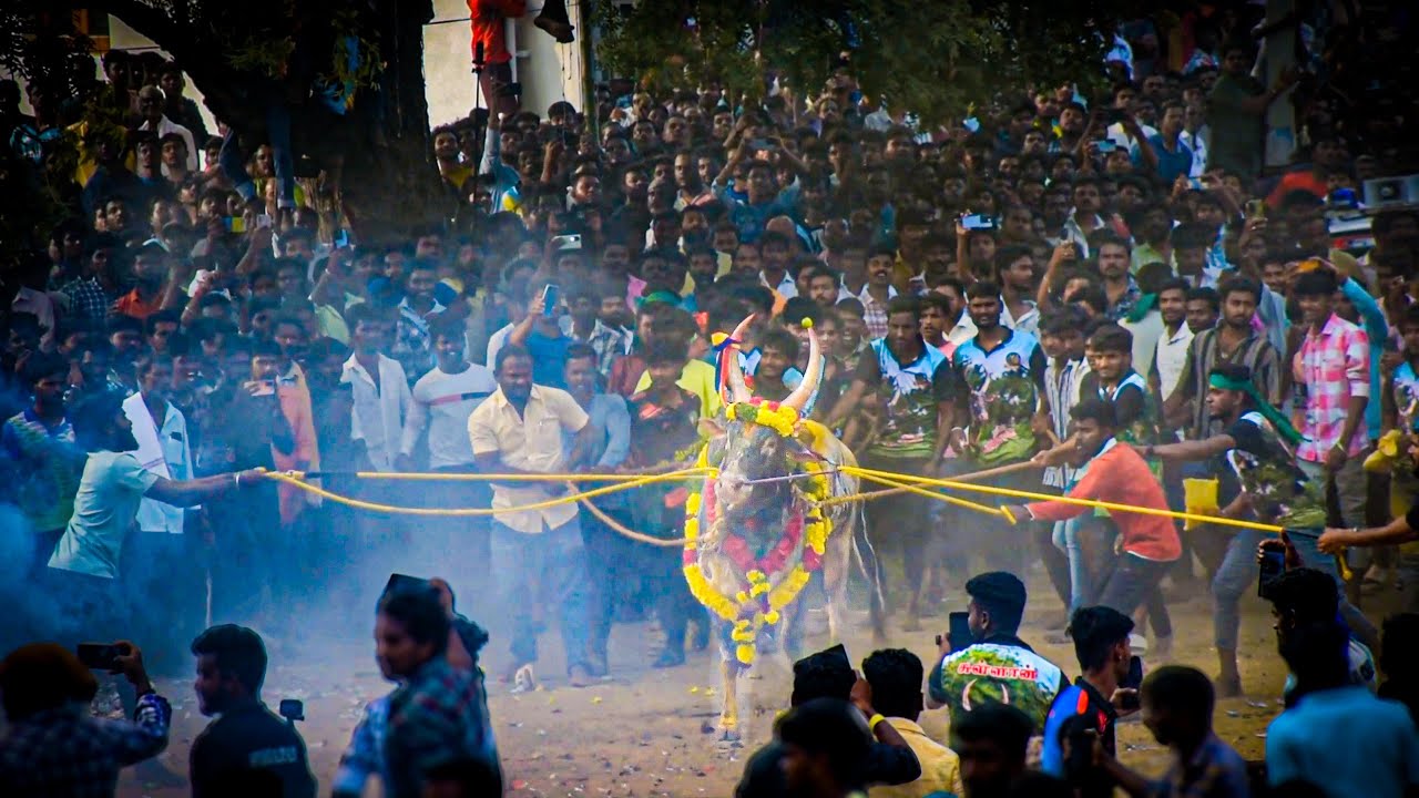 🥵ரெட்டிபட்டி 🥵மாபெரும்🔥 எருதாட்டம்💥💥💥#jallikattu #eruthu #bull # ...