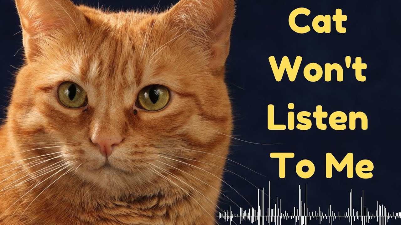 My Cat NEVER Does As It's Told (Here's Why!) - YouTube