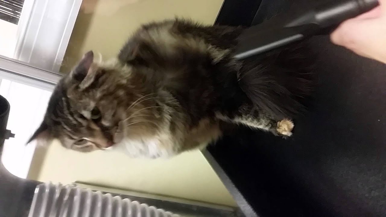 Caddy Shack Vac! We hand fluffy blow dry each cat - YouTube