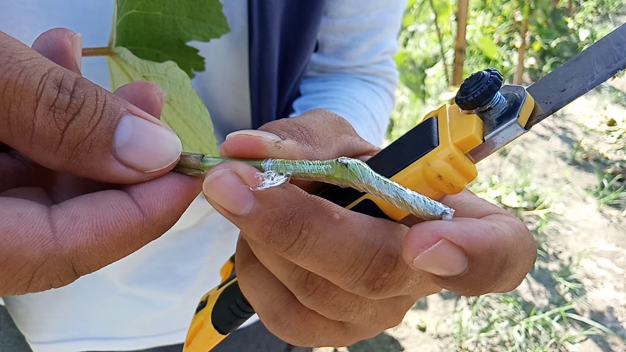 Grafting grapes - YouTube