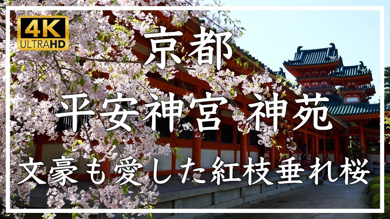 春の京都・桜 〜 平安神宮 神苑 〜 春の神苑では約20種類300本の桜が咲き誇ります。文豪たちも愛した紅しだれ桜をご覧ください[No.442 ...