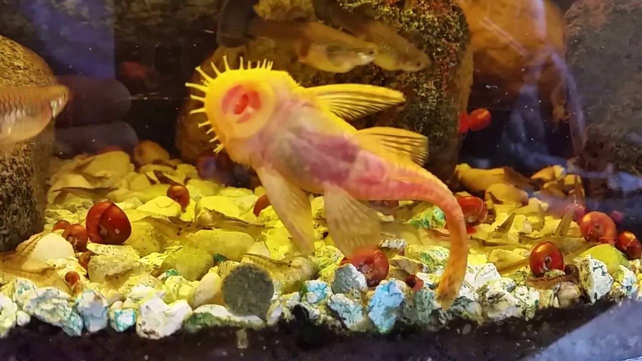 Mijn albino algeneter 1e ontmoeting met zijn soort genootje fire red ...