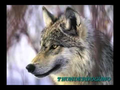 Aullido De Lobo Real Y Musica By Polo - YouTube