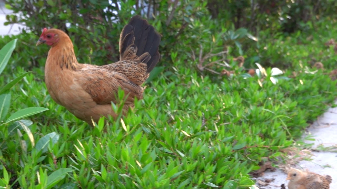 Key West Chickens - YouTube
