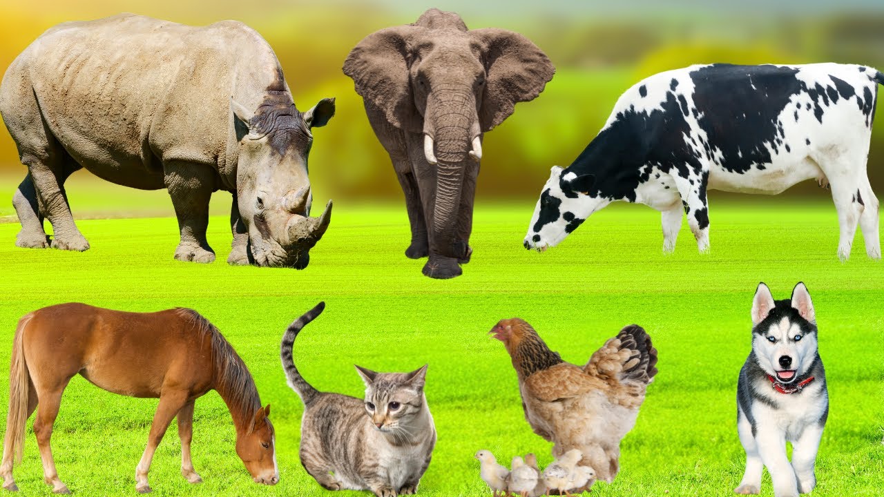 Vivid Farm Animals: Duck, Cow, Chicken, Dog, Sheep, Cat, Rabbit, Goat ...