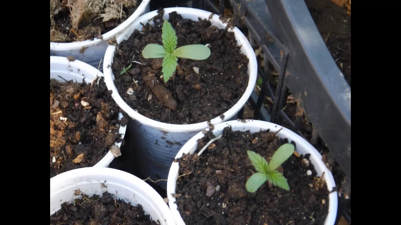 Guerilla grow 2020 - YouTube