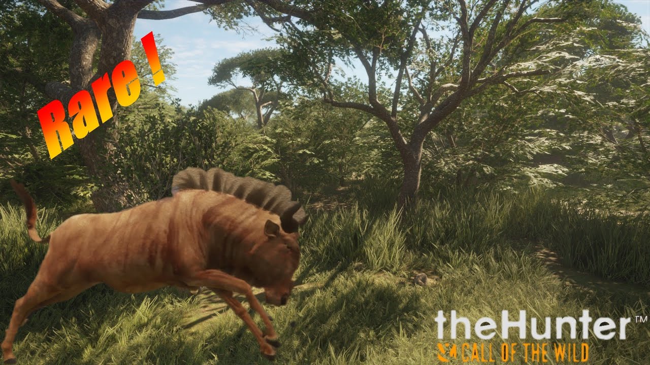 The Hunter Call of the Wild ; Rare Gold Wildebeest - YouTube