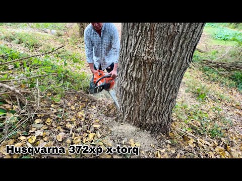 Tehlikeli Büyük Ağaç Kesimi - Husqvarna 372xp x-torq Motorlu Testere