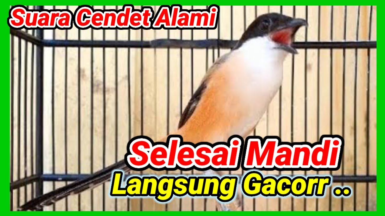 Burung Cendet Setelah di jemur pagi hari⁉️Suara mulai ngeplong‼️ - YouTube