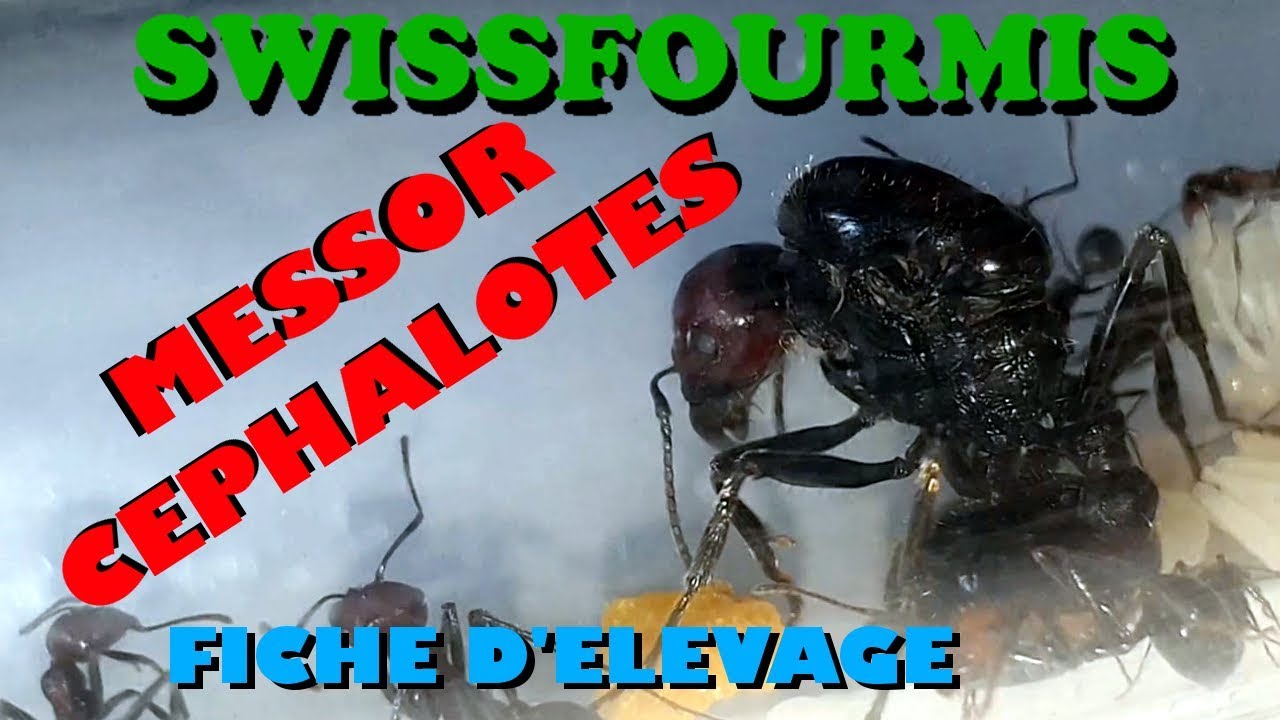 Fourmis - MESSOR CEPHALOTES - Fiche d'élevage - YouTube
