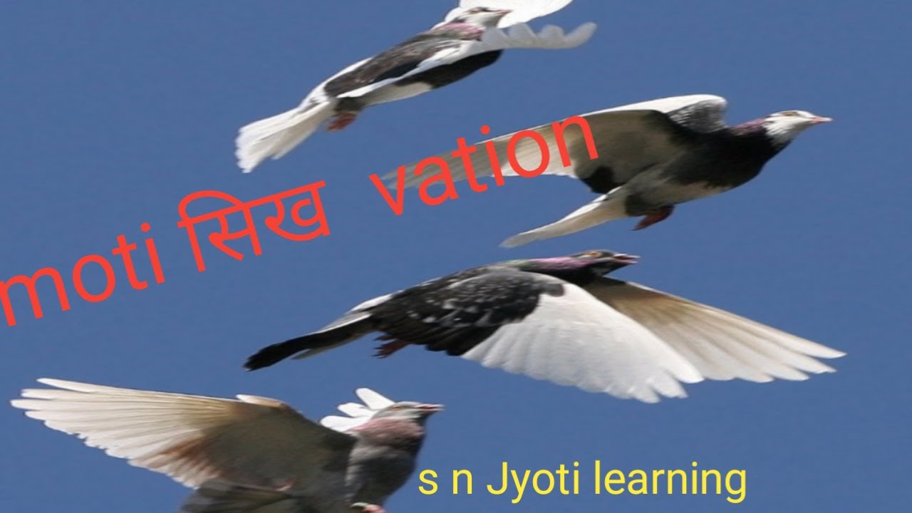 #shorts | learning | Birds | s n jyoti learning| motivation - YouTube
