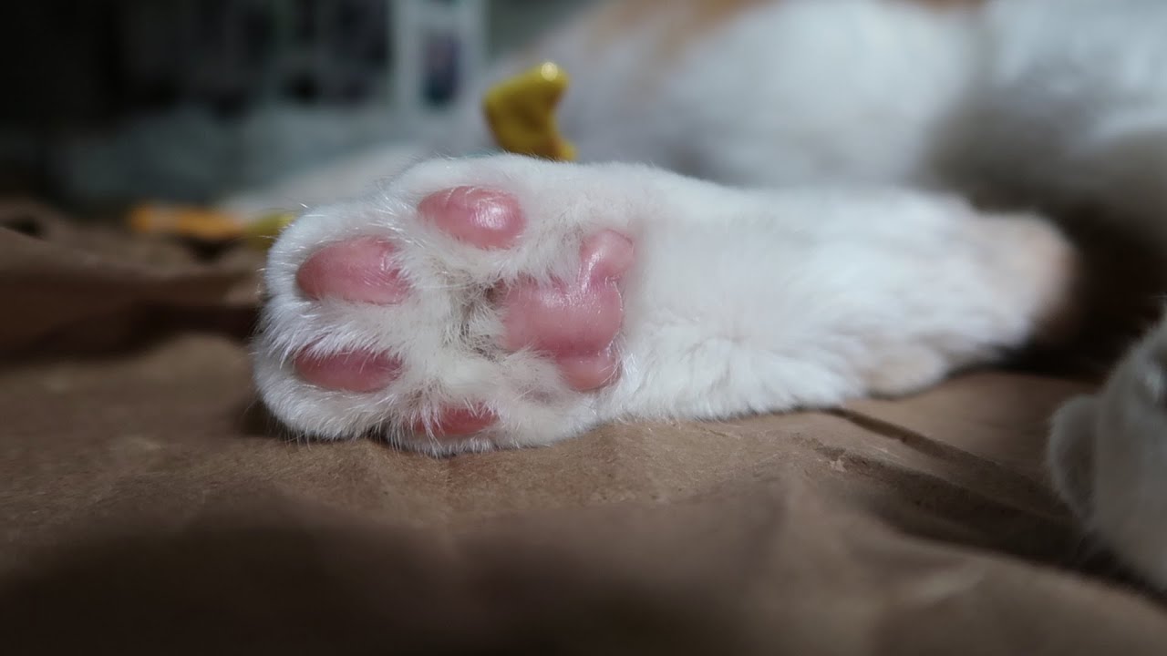 Close Up On Cat Toe Beans - YouTube