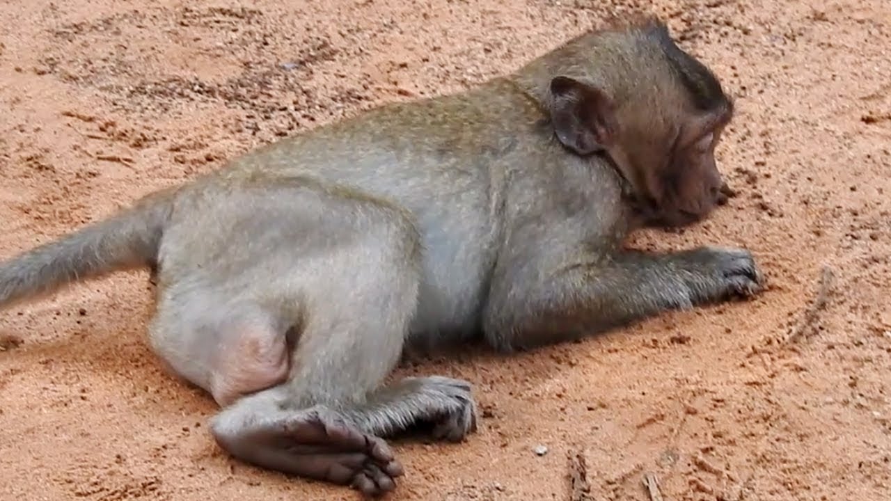 OMG!!! KING OF CRY BABY MONKEY falls out of tree when playing with his ...