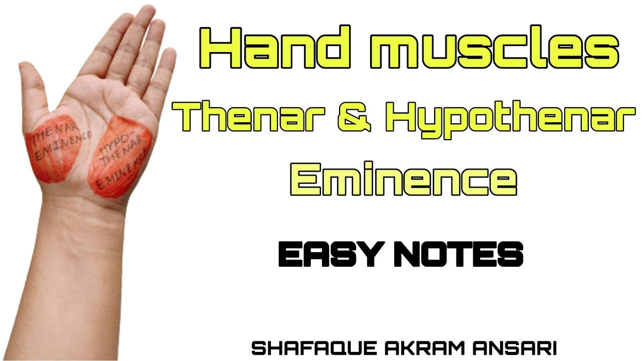 Muscles of the Hand - Anatomy tutorial - YouTube