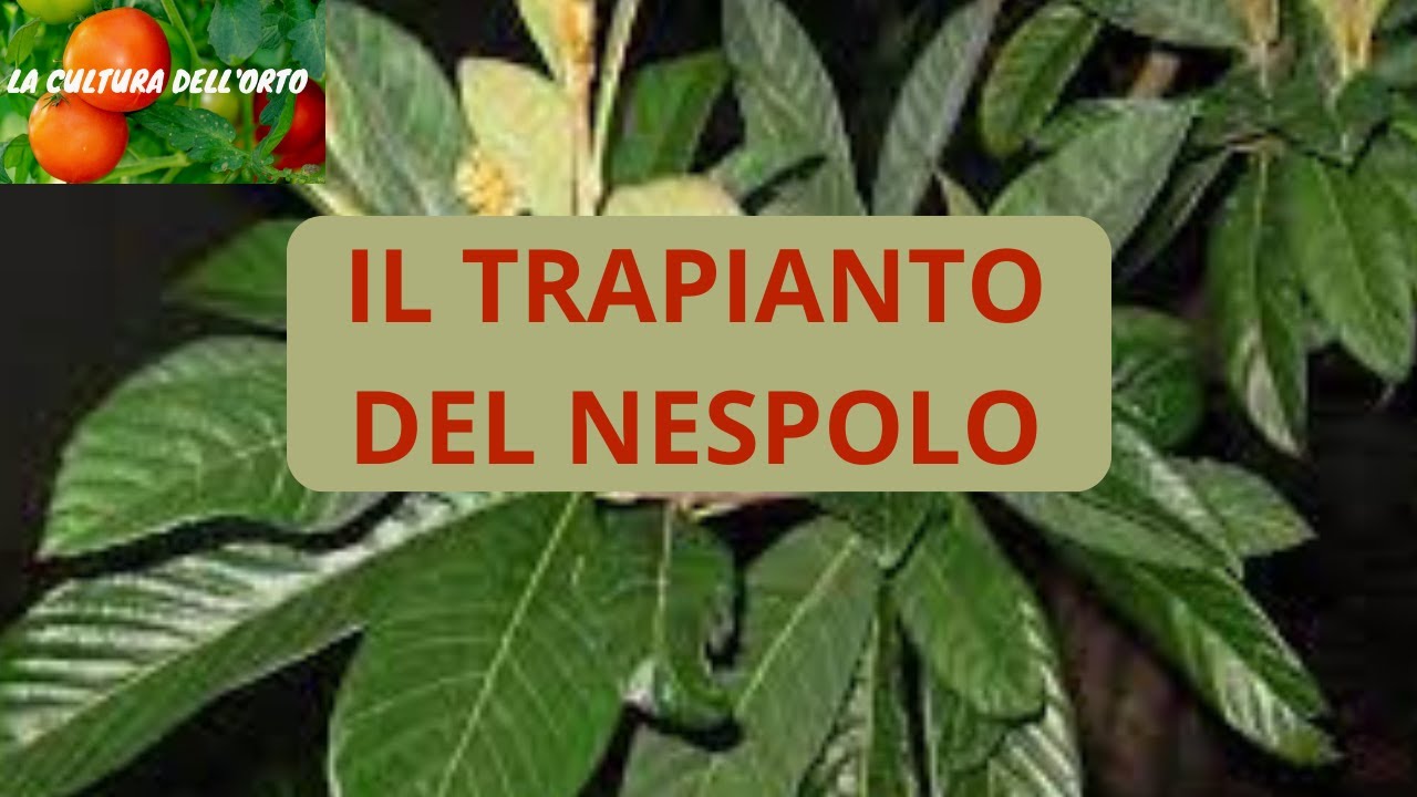 Trapianto del Nespolo. Come propagare il nespolo giapponese. - YouTube