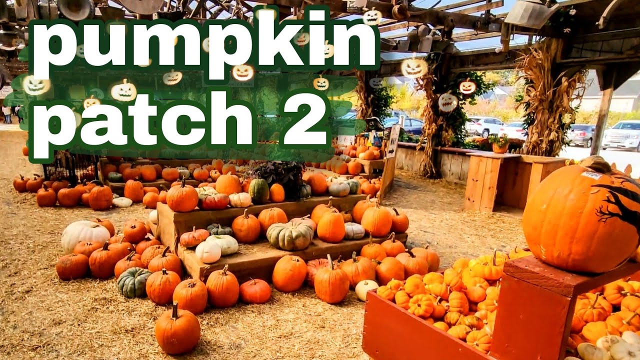 Amerikai Pumpkin Patch 2 - YouTube