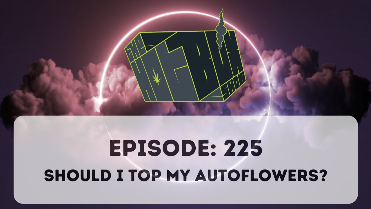 Should I Top My Autoflowers? - The #Hotboxshow Episode 225 - YouTube