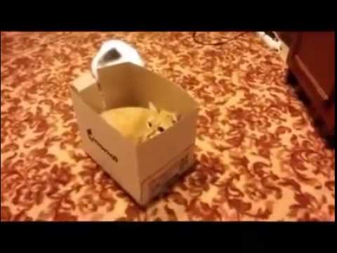Kediler ve Kutular Efsanedir - 1 Kutu 2 Kedi