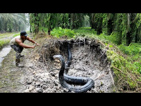 KEMUNCULAN SOSOK JELMAAN ULAR KING COBRA HITAM KALIMANTAN | RESCUE | ULAR | MANDA PETUALANG